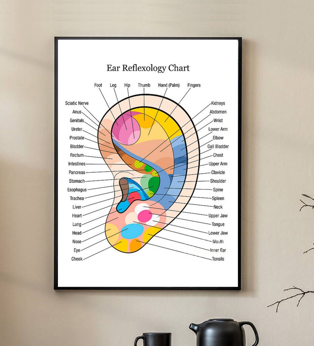 Ear Reflexology Chart Poster, Ear Chart Poster, Chart Poster - Etsy