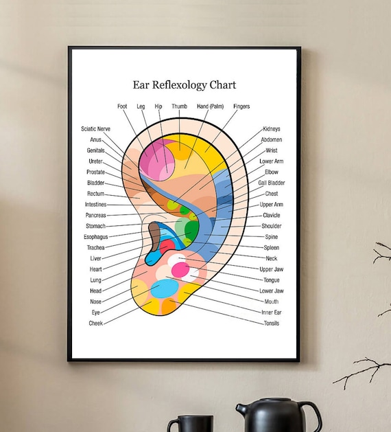 Reflexology Ear