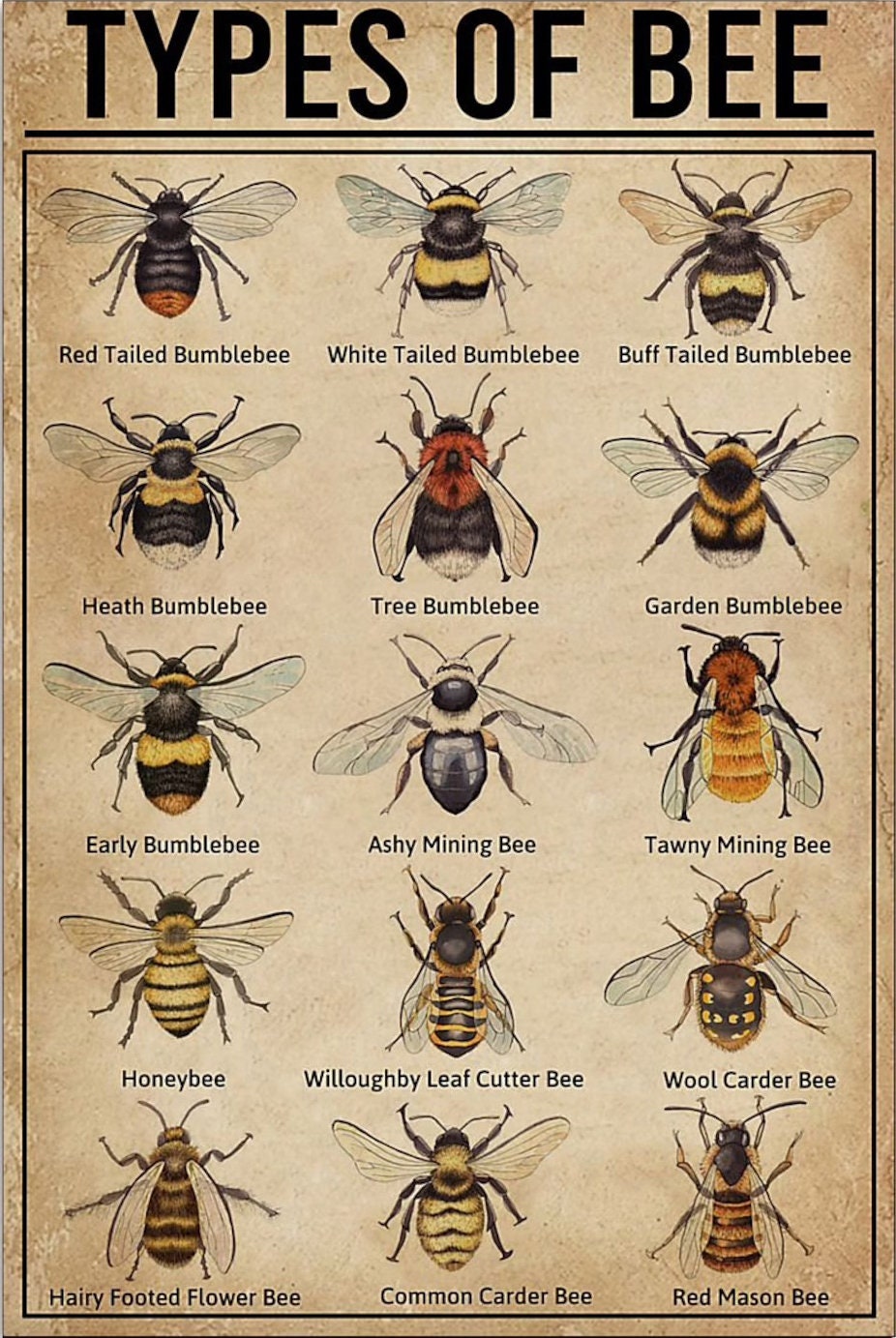 Types of Bee Poster, Bee Poster, Vintage Art, Wall Dercor - Etsy