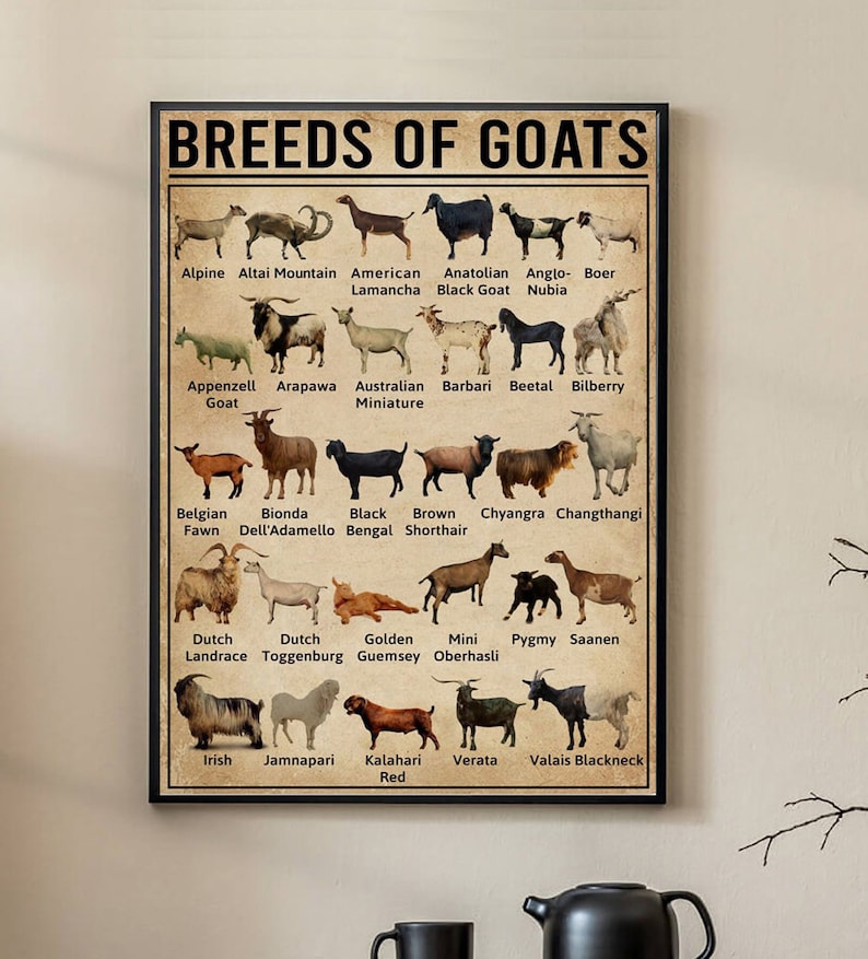 Breeds of Goat Poster, Goat Poster, Goat Vintage Poster, Vintage Poster ...