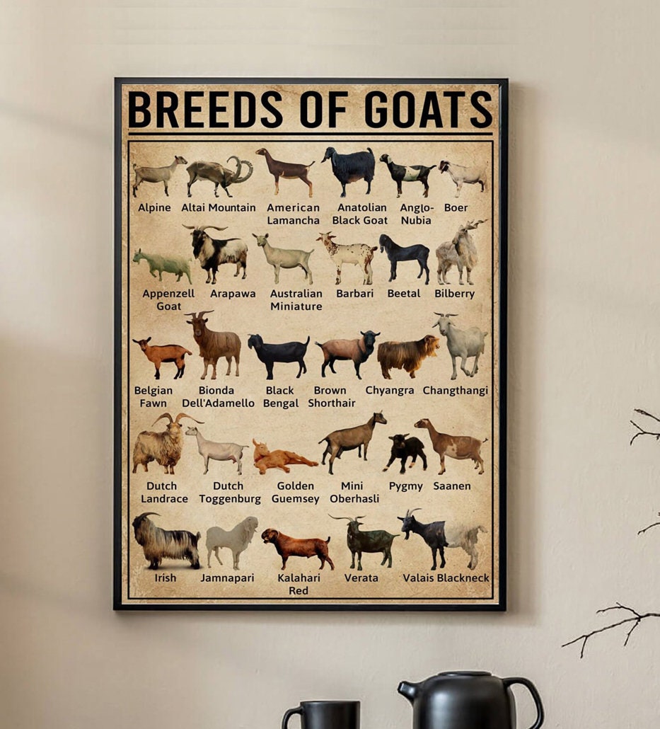 Breeds of Goat Poster, Goat Poster, Goat Vintage Poster, Vintage Poster ...