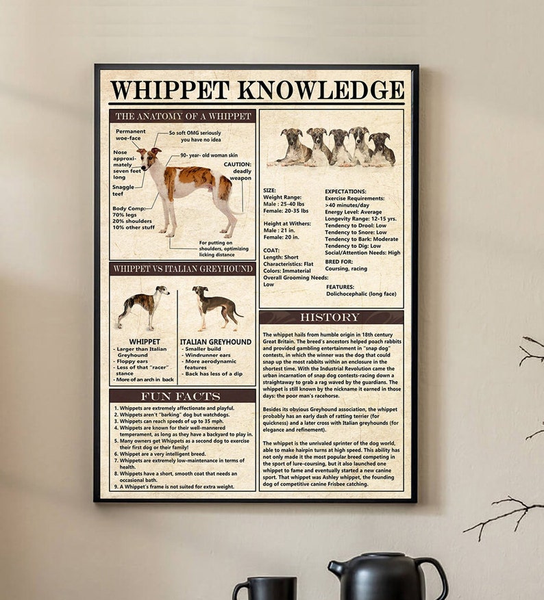 Whippet Dog Knowledge Poster, Dog Breed Poster, Dog Poster, Vintage ...