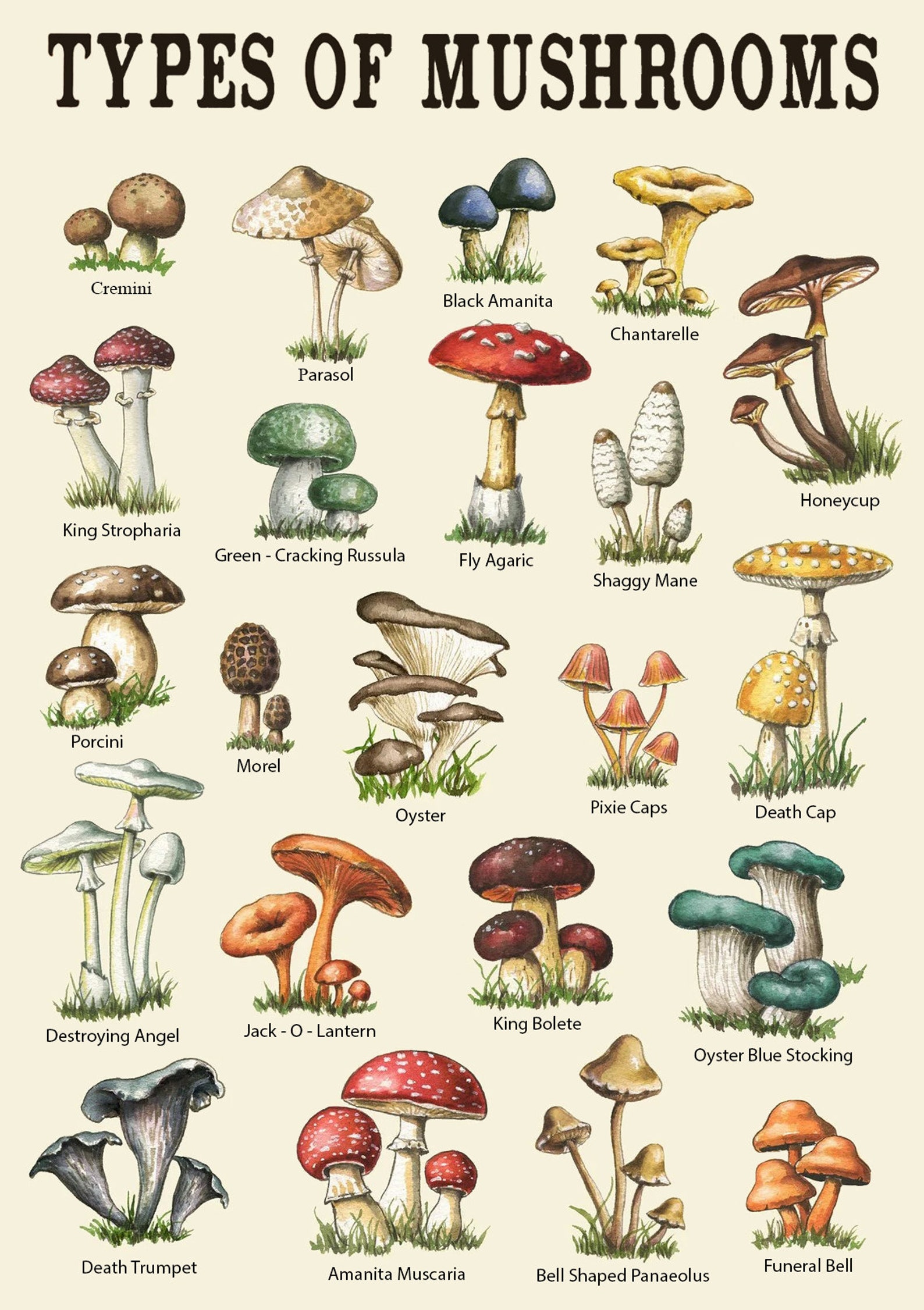 Mushroom Poster, Mushroom Chart Poster, Types of Mushrooms Poster ...