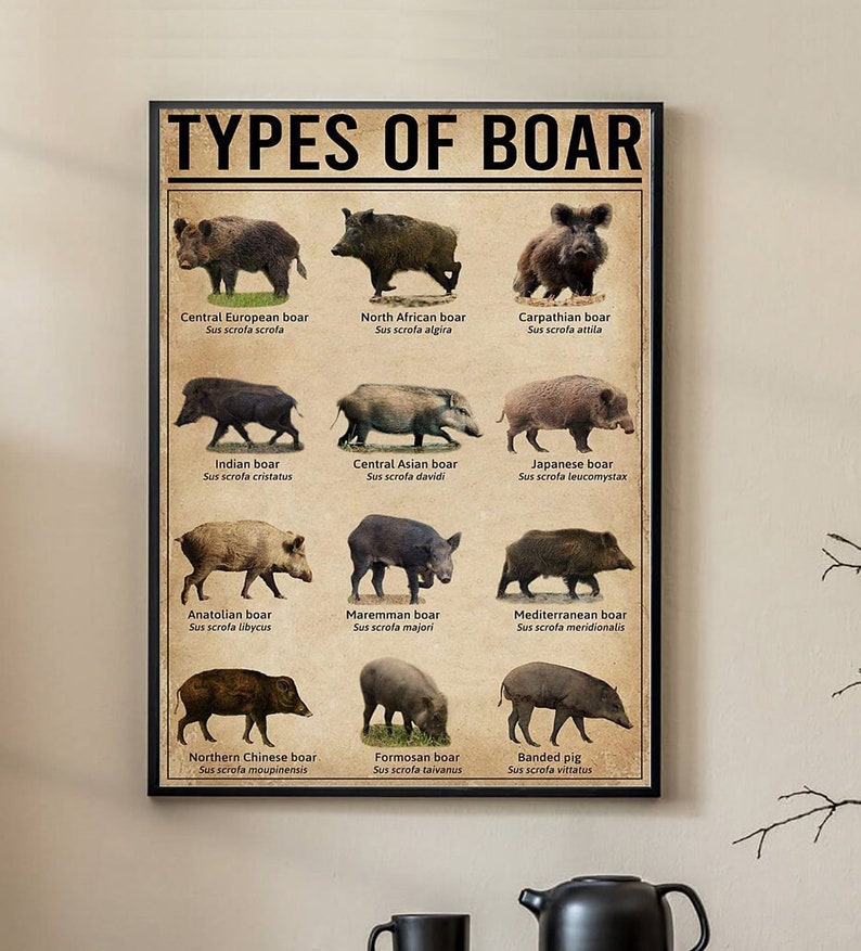 Types of Boar Poster, Boar Poster, Vintage Poster, Wall Art - Etsy