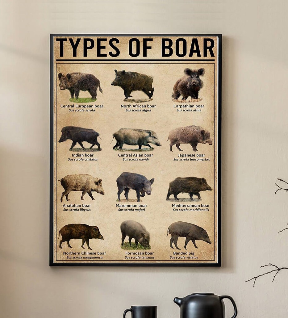Types of Boar Poster, Boar Poster, Vintage Poster, Wall Art - Etsy Canada