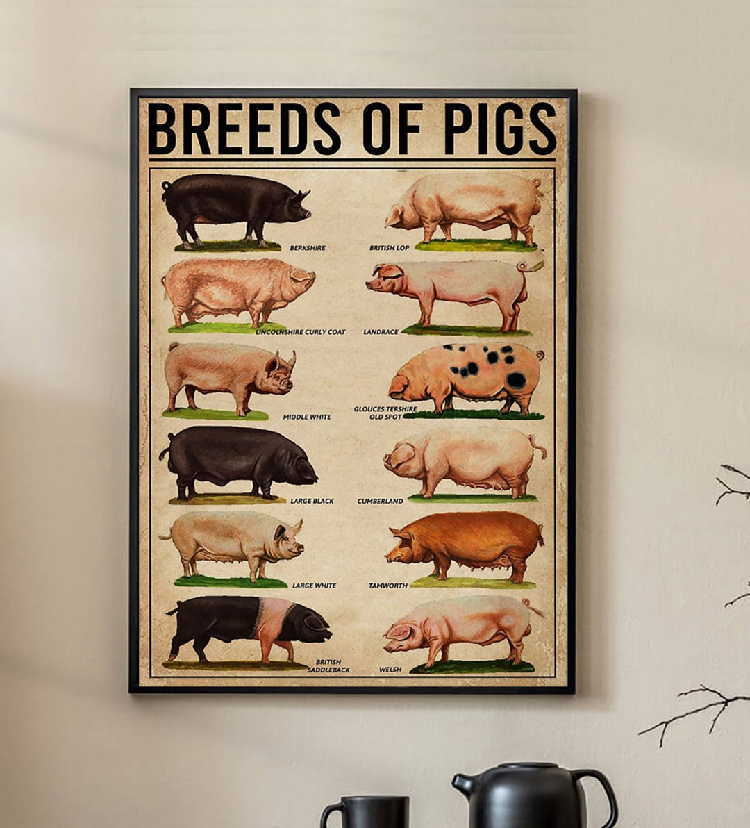 Breeds of Pigs Vintage Poster, Types of Pig Poster, Pigs Poster, Breeds ...