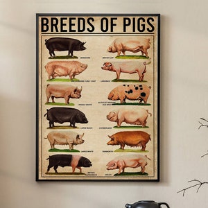 Breeds of Pigs Vintage Poster, Types of Pig Poster, Pigs Poster, Breeds ...