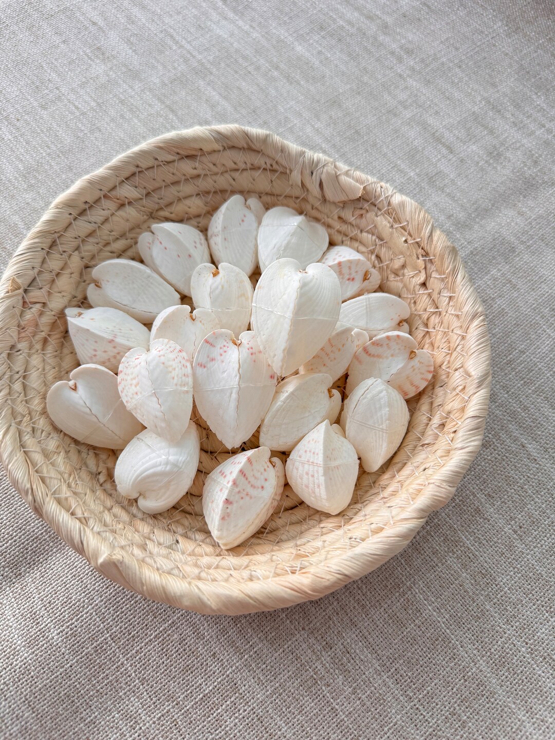 Natural Pacific Heart Cockle - Hemi Cardium Shells - Etsy