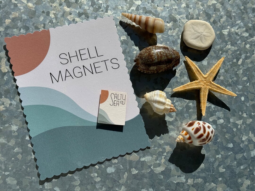 Shell/sealife Assorted Magnets | SET of 3 OR SET of 6 - Etsy