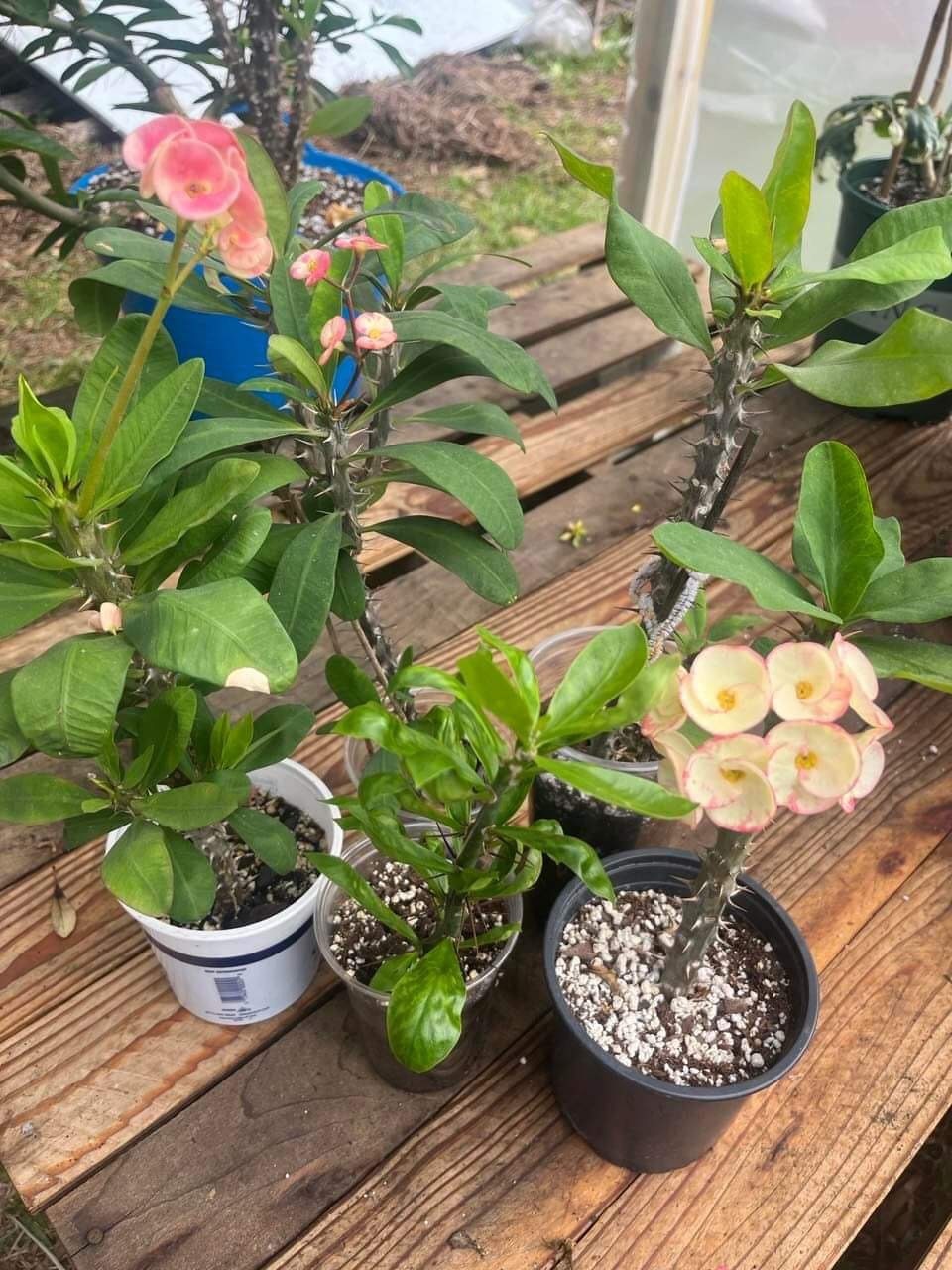 5 Plants - Etsy