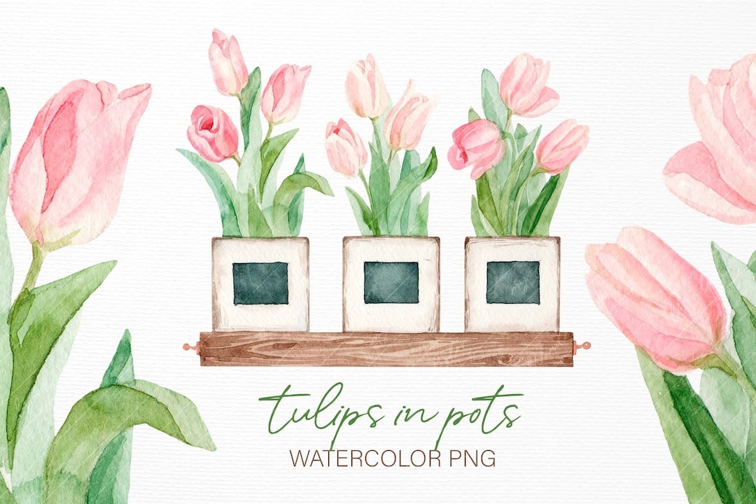 Watercolor Tulips Clipart Potted Plants Png Floral Scrapbooking or ...