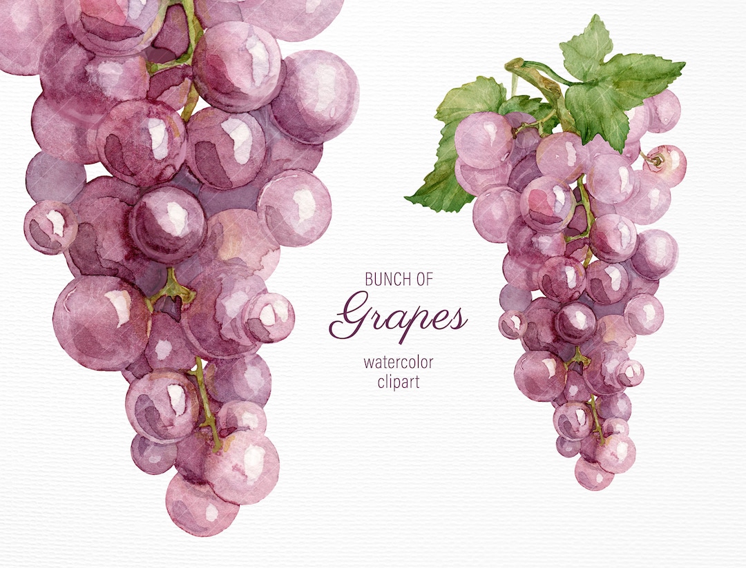 Watercolor Grape Clipart Red Wine Grapes Png for Digital Scrapbook ...