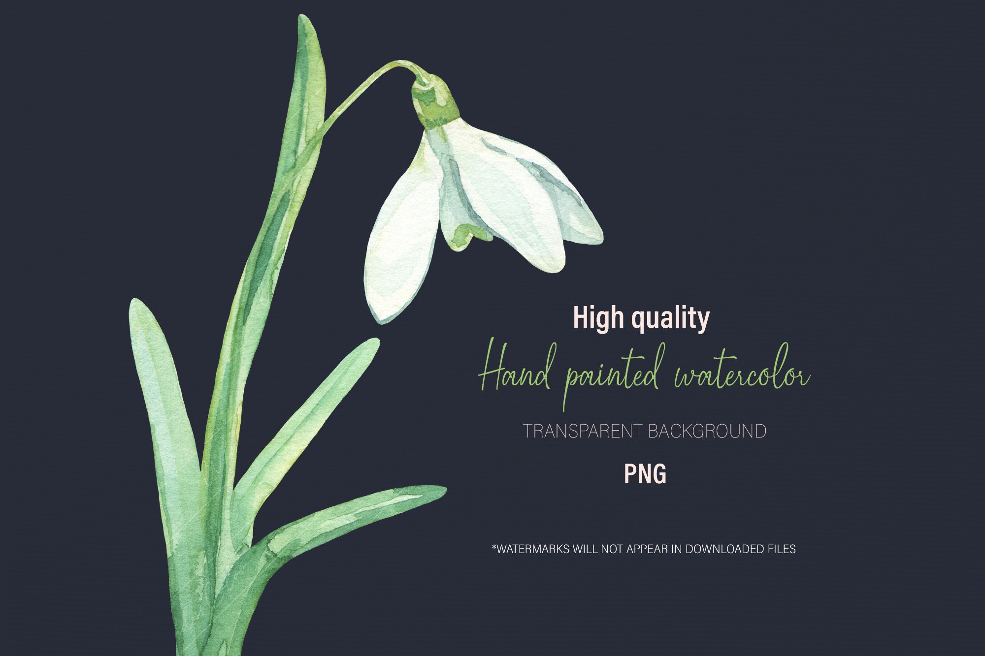 Floral Frame Png Watercolor Snowdrop Clipart. White Flower Clipart ...