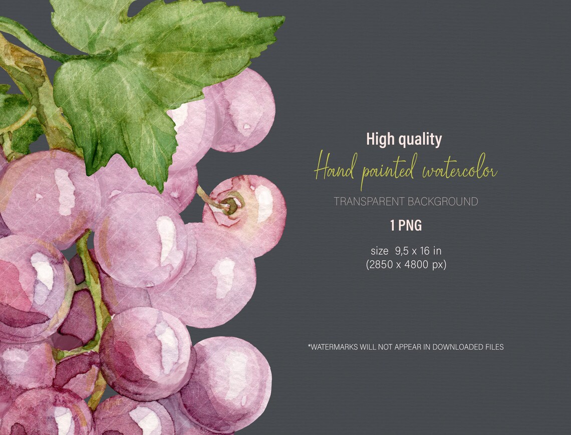 Watercolor Grape Clipart Red Wine Grapes Png for Digital Scrapbook ...