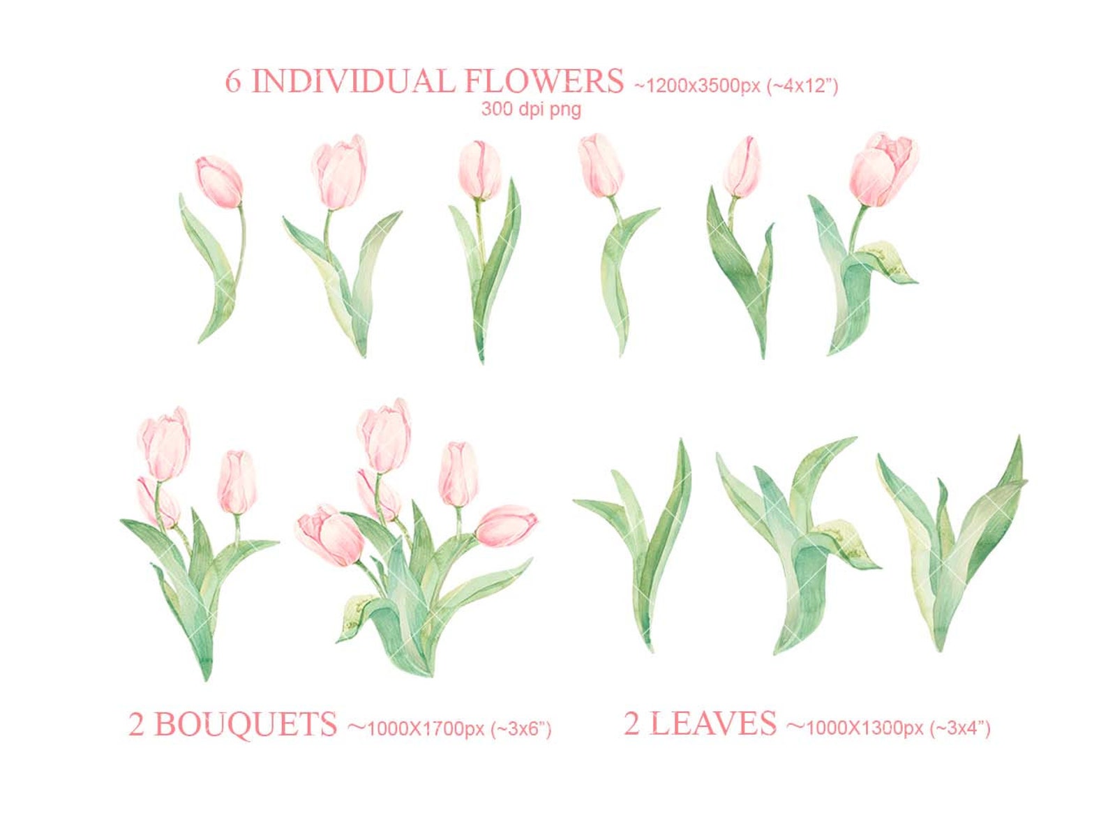 Watercolor Tulip Clipart Border Frame Clipart. Spring Flower Wreath Png ...