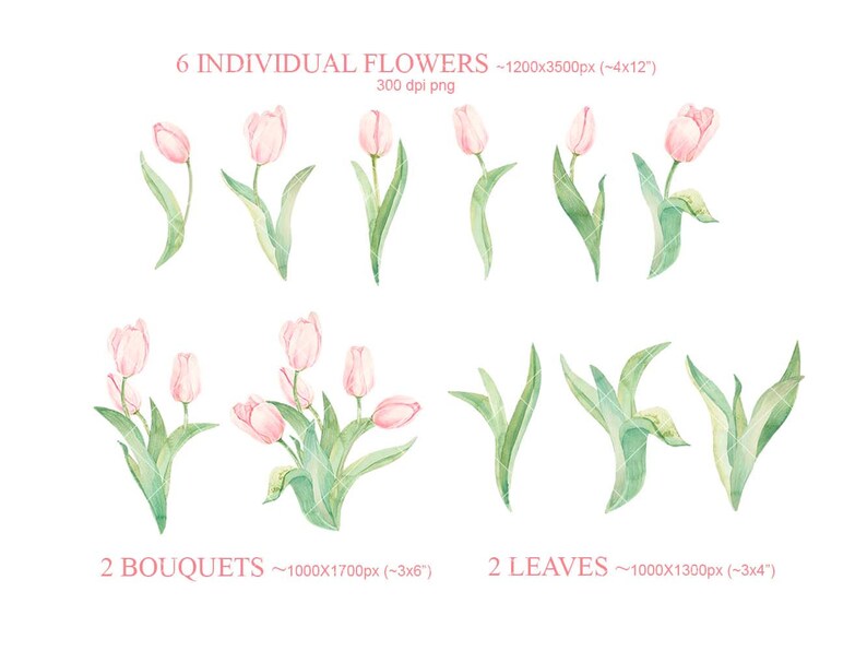 Watercolor Tulip Clipart Border Frame Clipart. Spring Flower Wreath Png ...