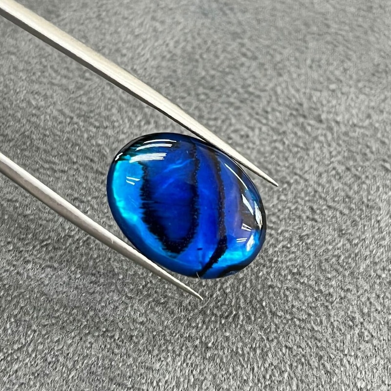 Blue Abalone Shell - Etsy