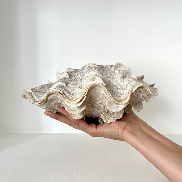 Clam Shell Planter - Etsy