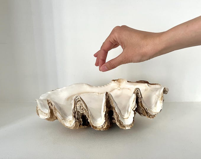 Original Giant Vintage Shell, 70’s Xxl Tridacna Gigas Shell, Vintage ...