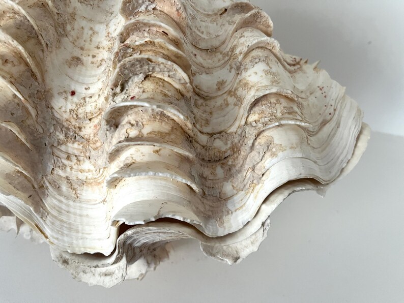 Original Huge Bivalve Vintage Shell, 70’s Xxl Tridacna Gigas Clam ...
