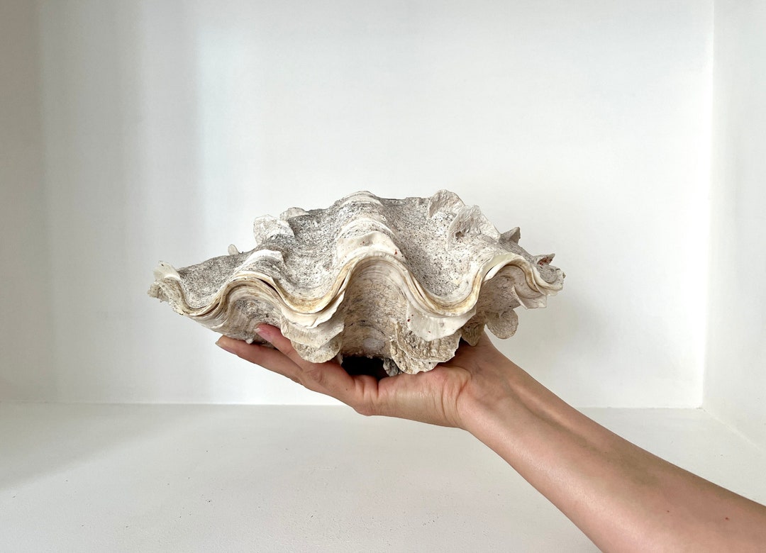 Original Giant Bivalve Vintage Shell, 70’s Xxl Tridacna Gigas Clam ...