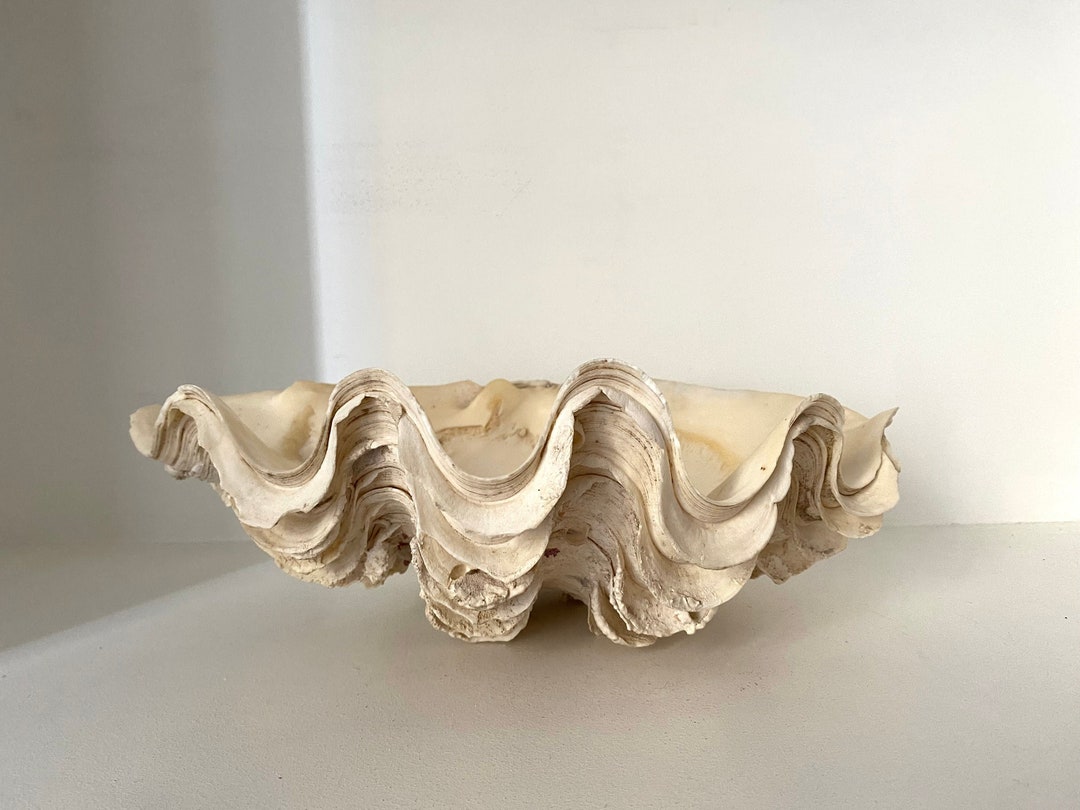 Original Giant Vintage Shell, 70s Xxl Tridacna Gigas Shell, Vintage ...