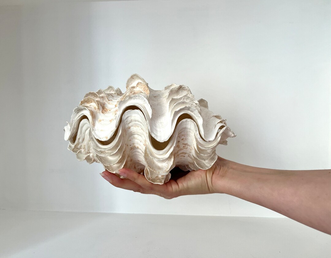 Original Giant Bivalve Vintage Shell, 70’s Xxl Tridacna Gigas Clam ...