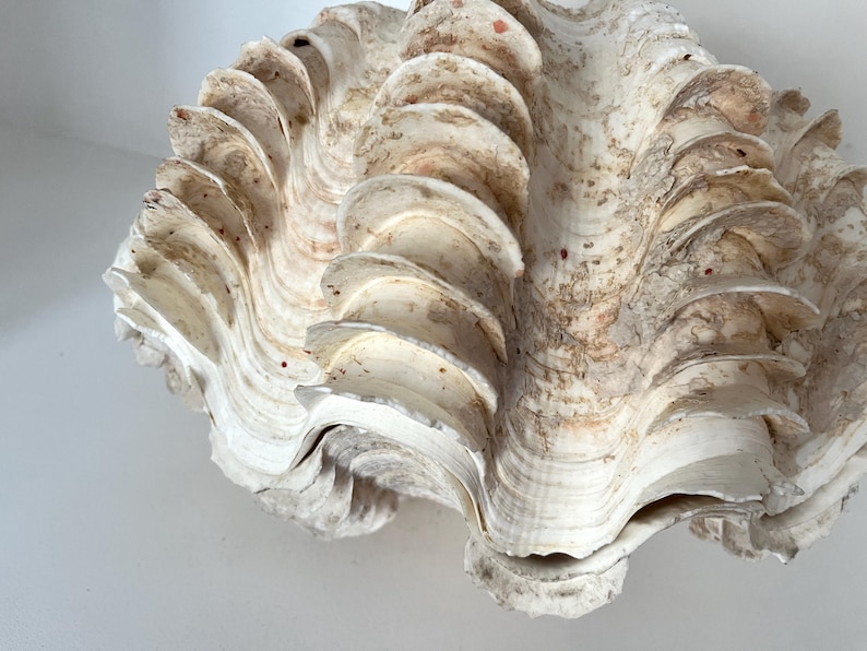 Original Huge Bivalve Vintage Shell, 70’s Xxl Tridacna Gigas Clam ...