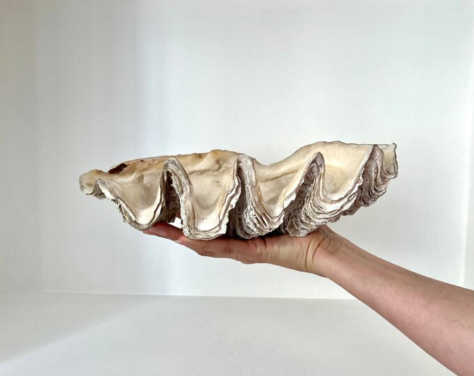Original Giant Vintage Shell, 70’s Xxl Tridacna Gigas Shell, Vintage ...