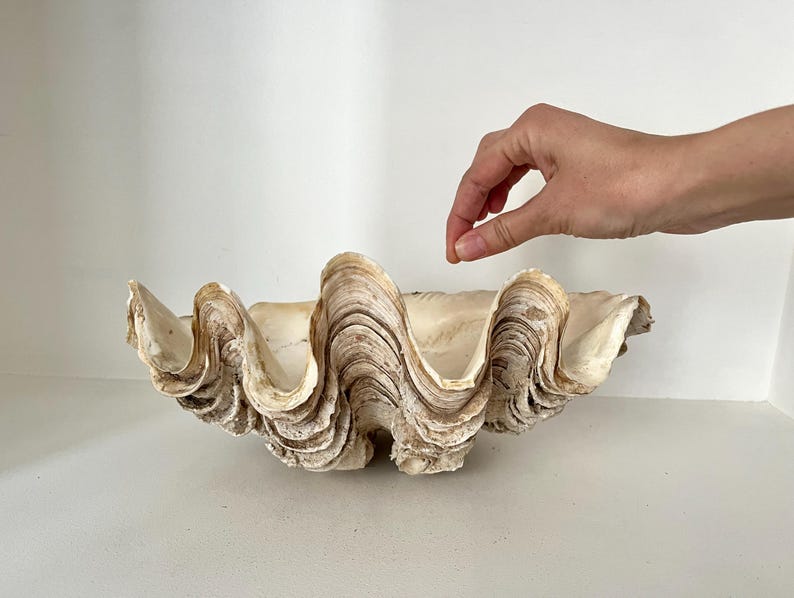 Original Giant Vintage Shell, 70s Xxl Tridacna Gigas Shell, Vintage ...