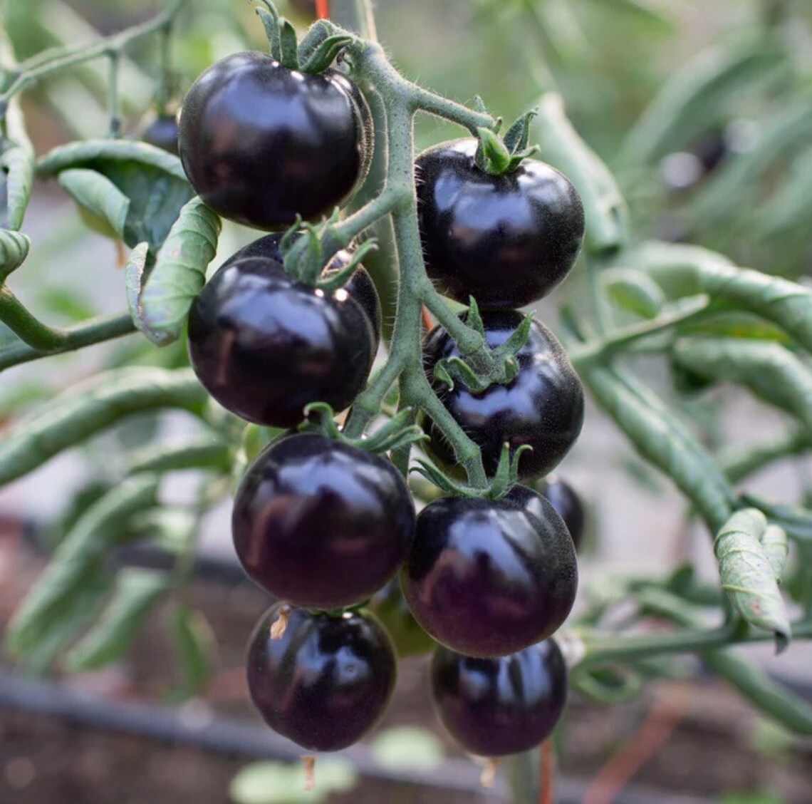 Black Tomato Seeds: Gothic Halloween Garden DIY, Edible Fruit ...