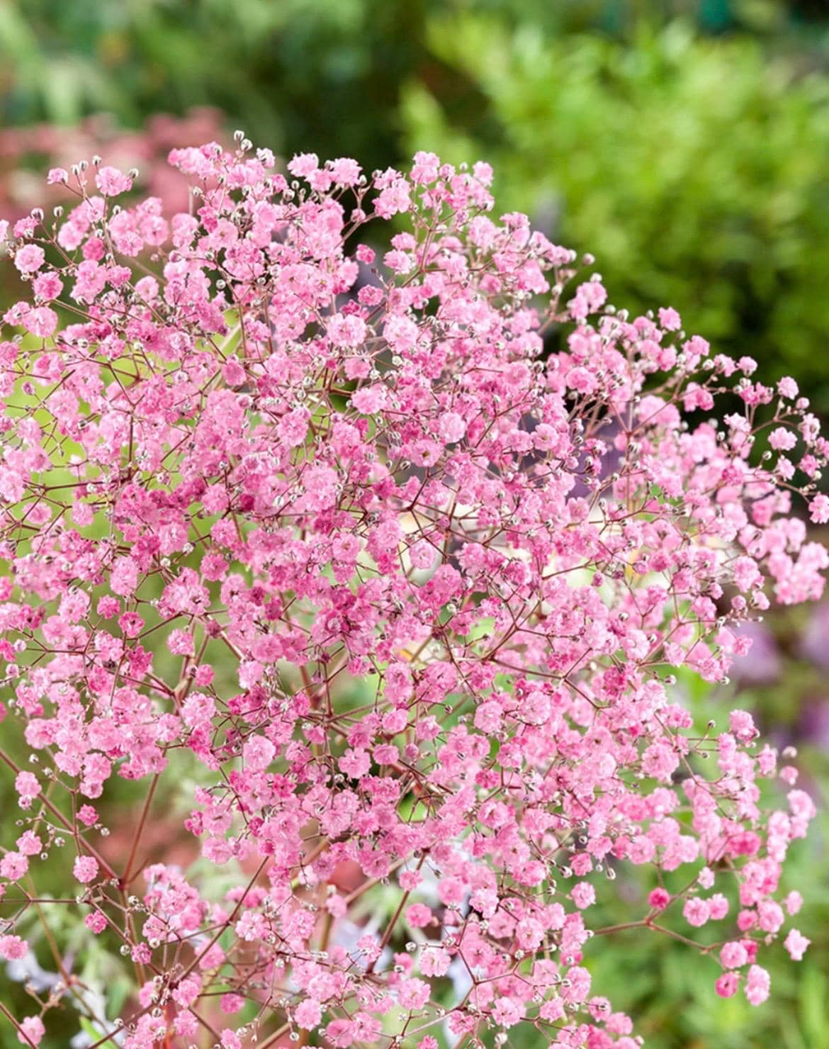 Pink & White Baby's Breath Flower Seeds: Perennial DIY Flowering Plant ...