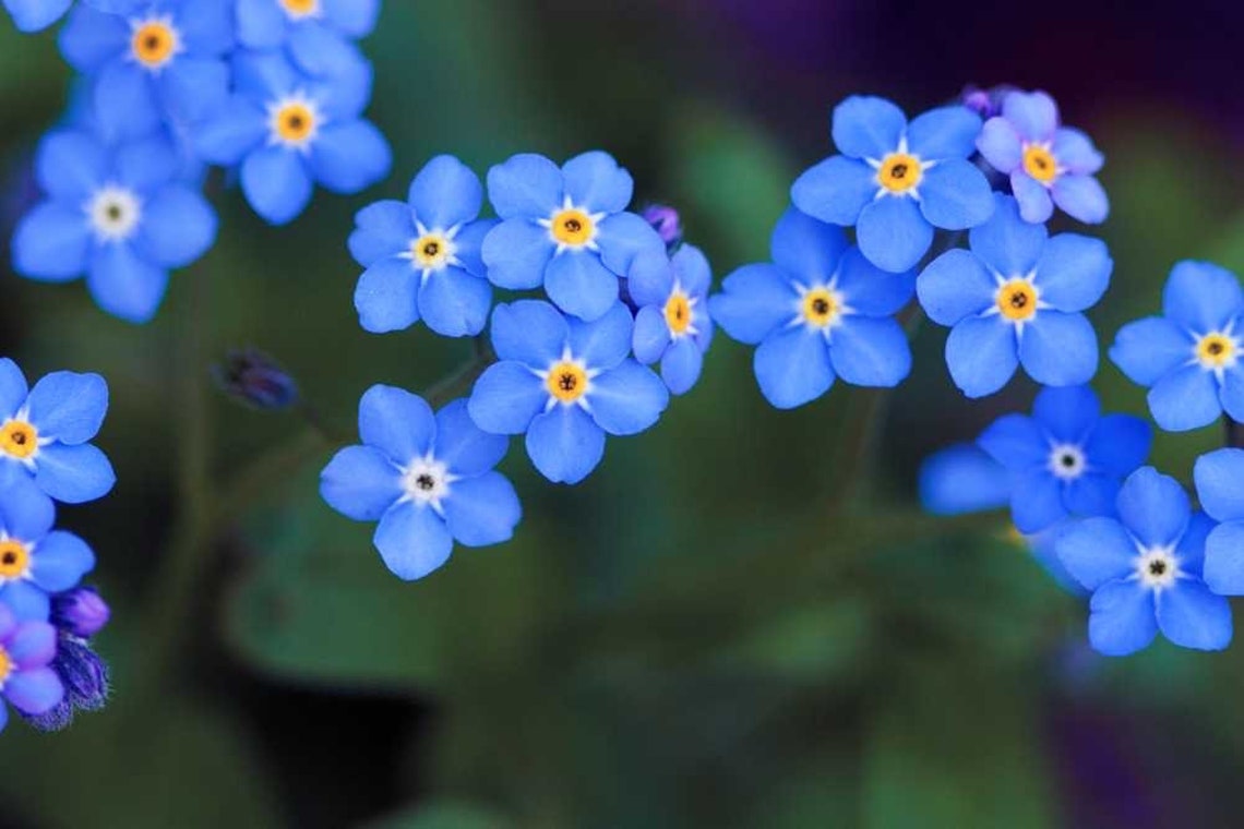 Blue Forget Me Not Seeds: Organic DIY Flowering Garden and House Plant ...