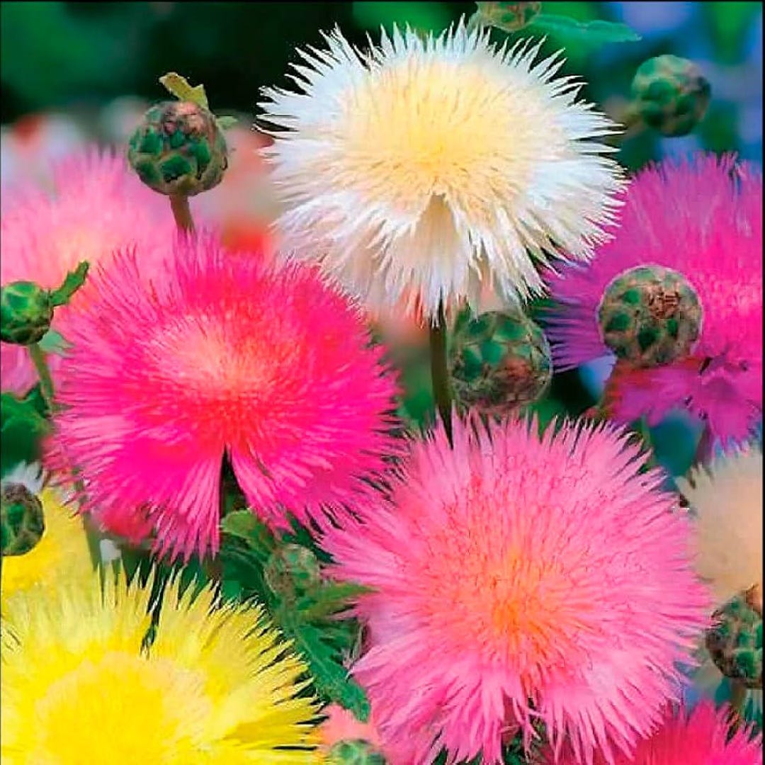 Sweet Sultan Flower Seeds: Colorful Organic Garden Blooms Pink Orange ...
