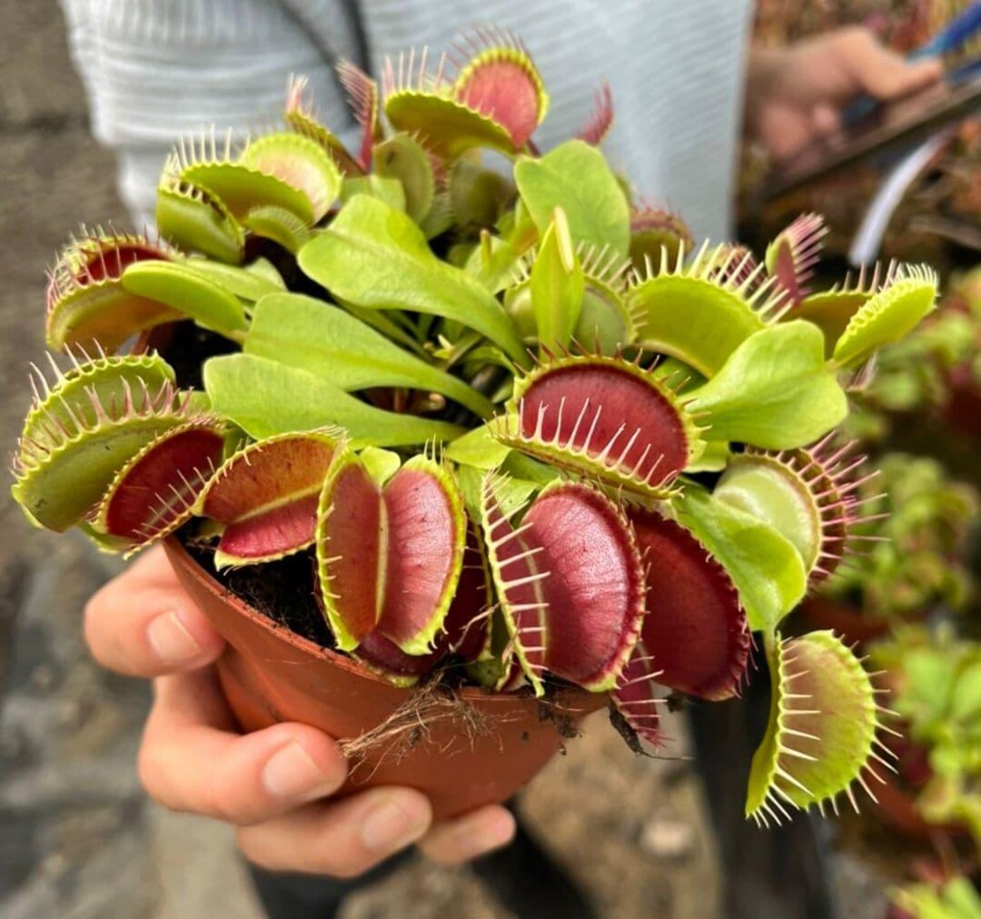 Venus Fly Trap Seeds, Carnivore Plant Gift for Him Her Mom Dad Teacher, Frost Hardy Perennial ...