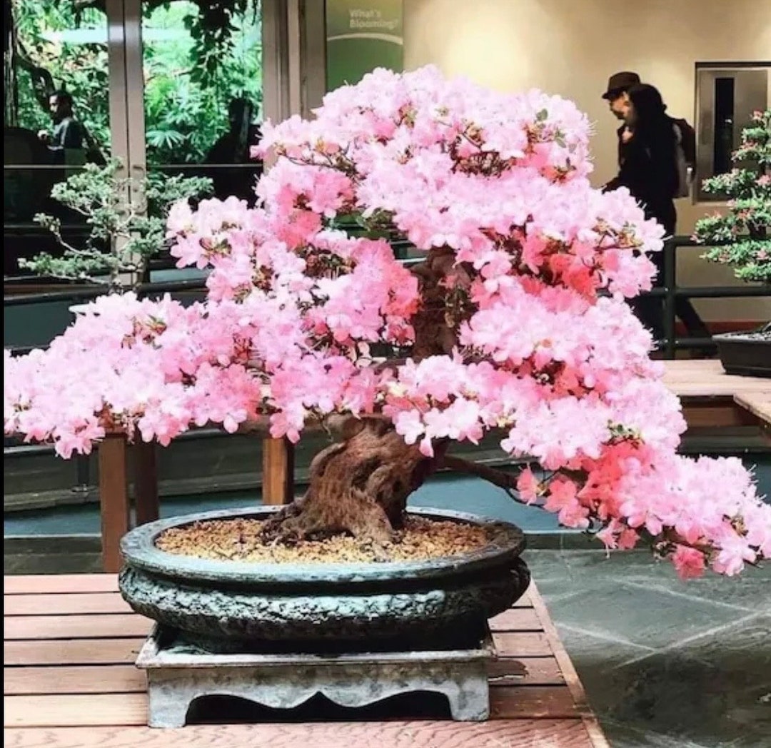 Pink Cherry Blossom Bonsai Tree Seeds, Sakura Best Gift for Him Her Mom ...