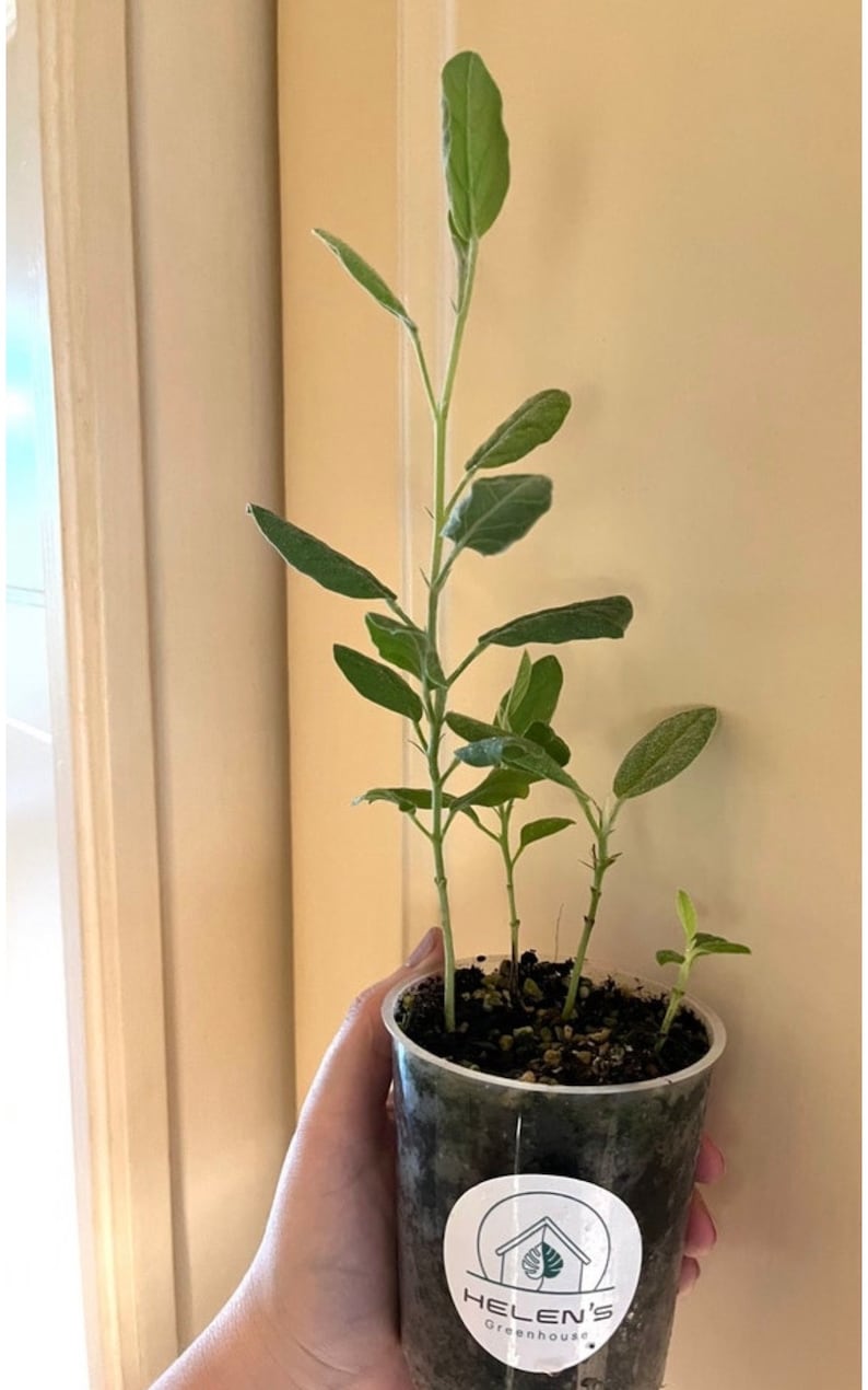 Regal Birdflower Seeds Amazing Colors Gift Idea Fun and - Etsy