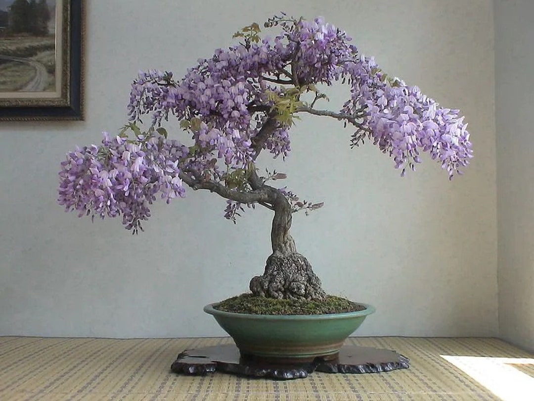 Purple Rain Bonsai Seeds, Tree Wisteria, Fast Growing, Amazing Colors ...