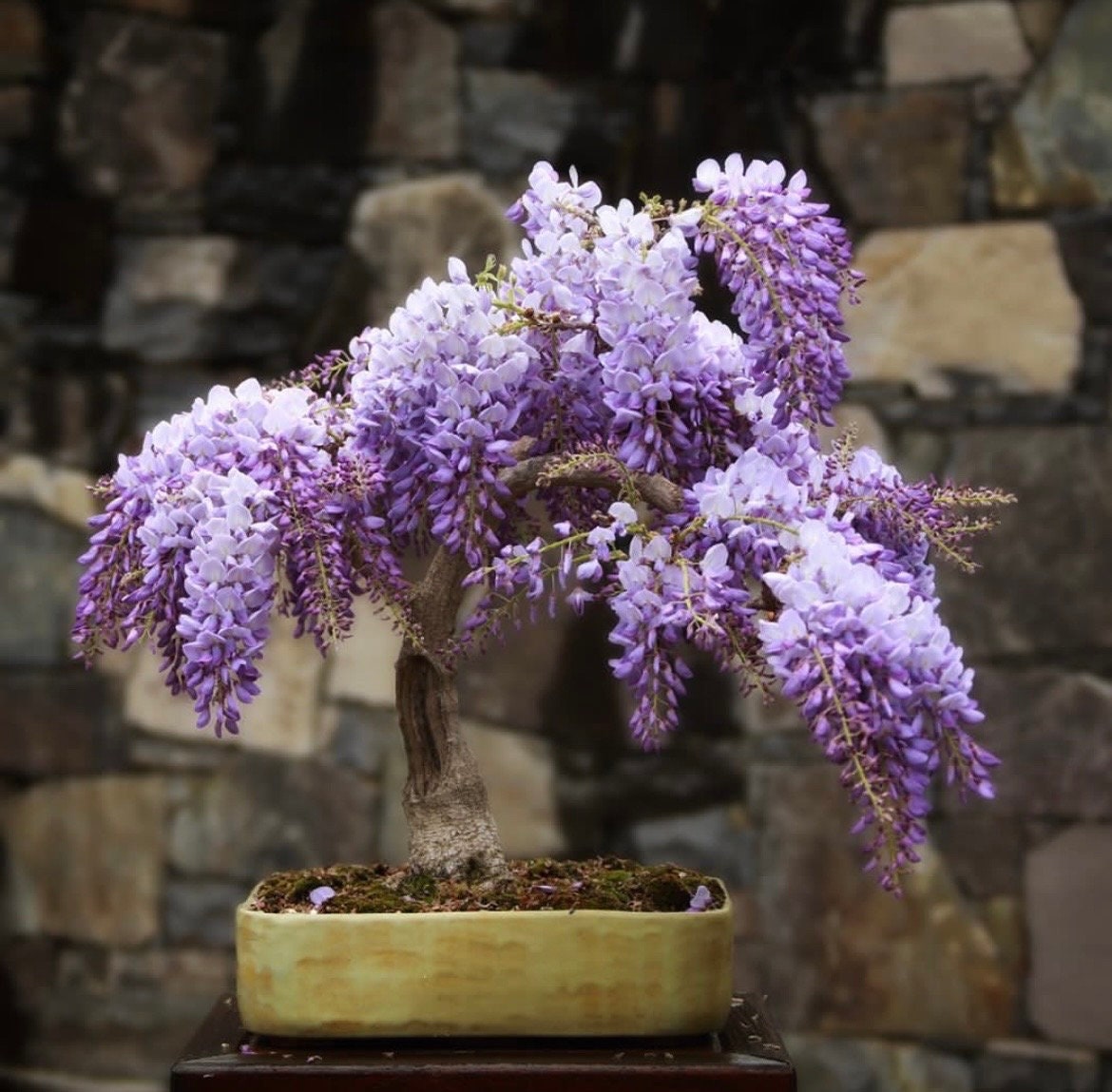 Wisteria Bonsai Tree