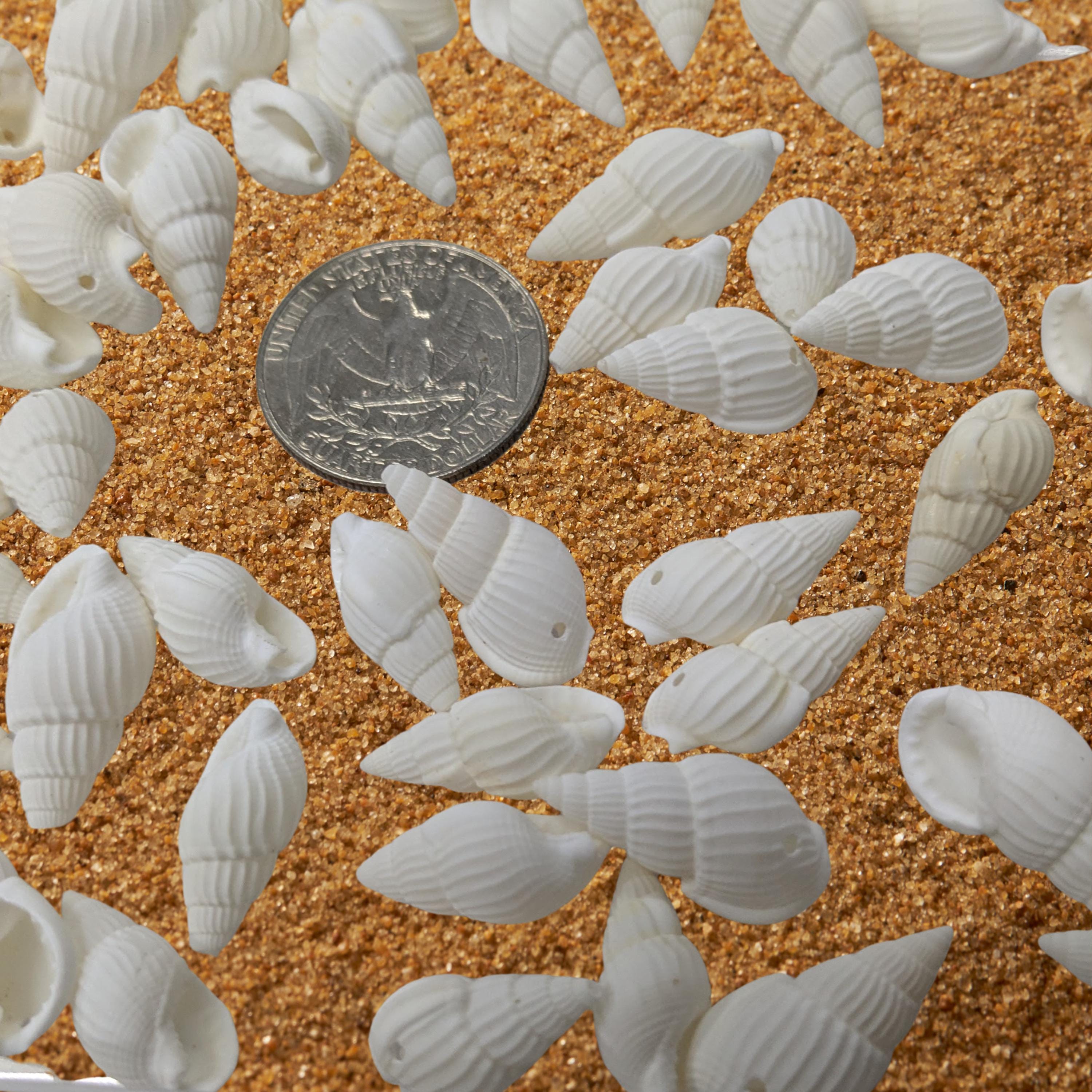 Natural Spiral Sea Shell Beads Pre-drilled Holes, for Jewelry Making ...