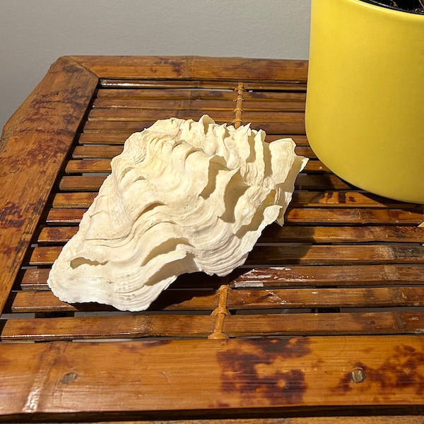 Giant Clam Shell - Etsy