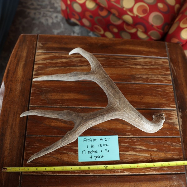4 Point Deer Antler - Etsy