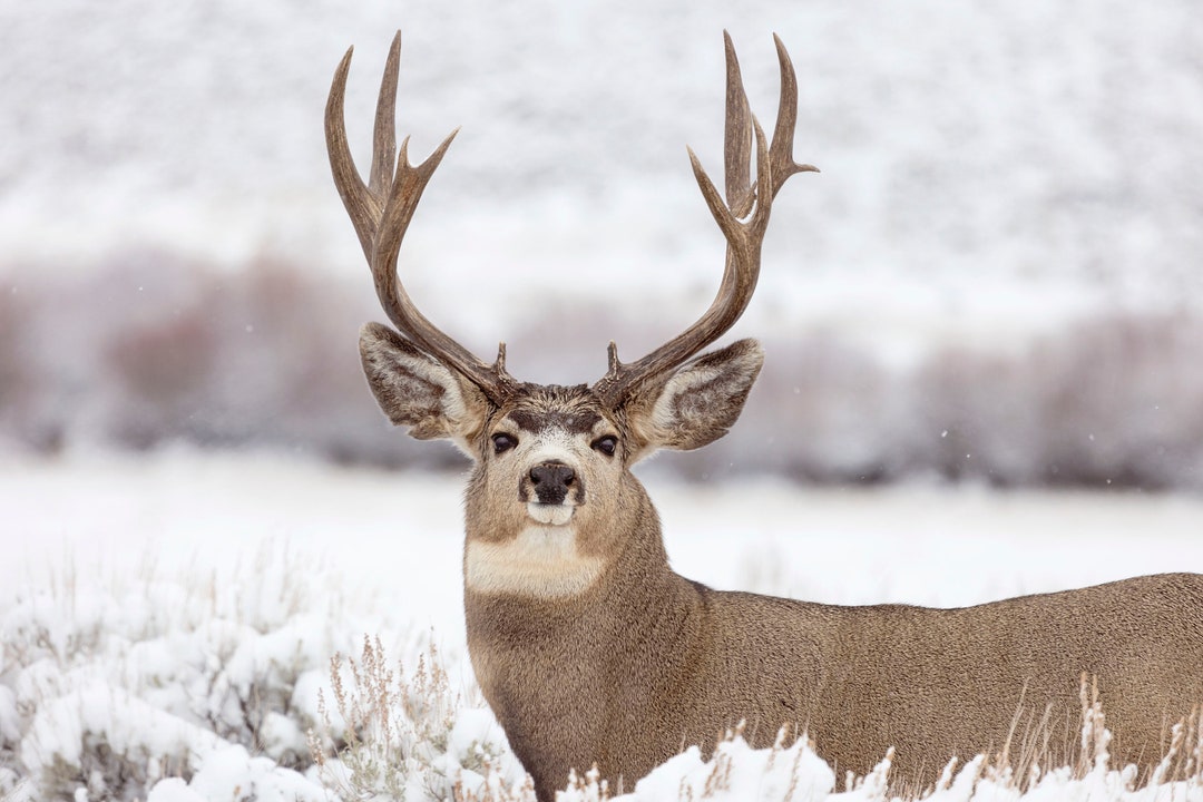 PHOTOGRAPHY PRINT- Mule Deer Buck, Mule Deer Photography, Wild Life ...