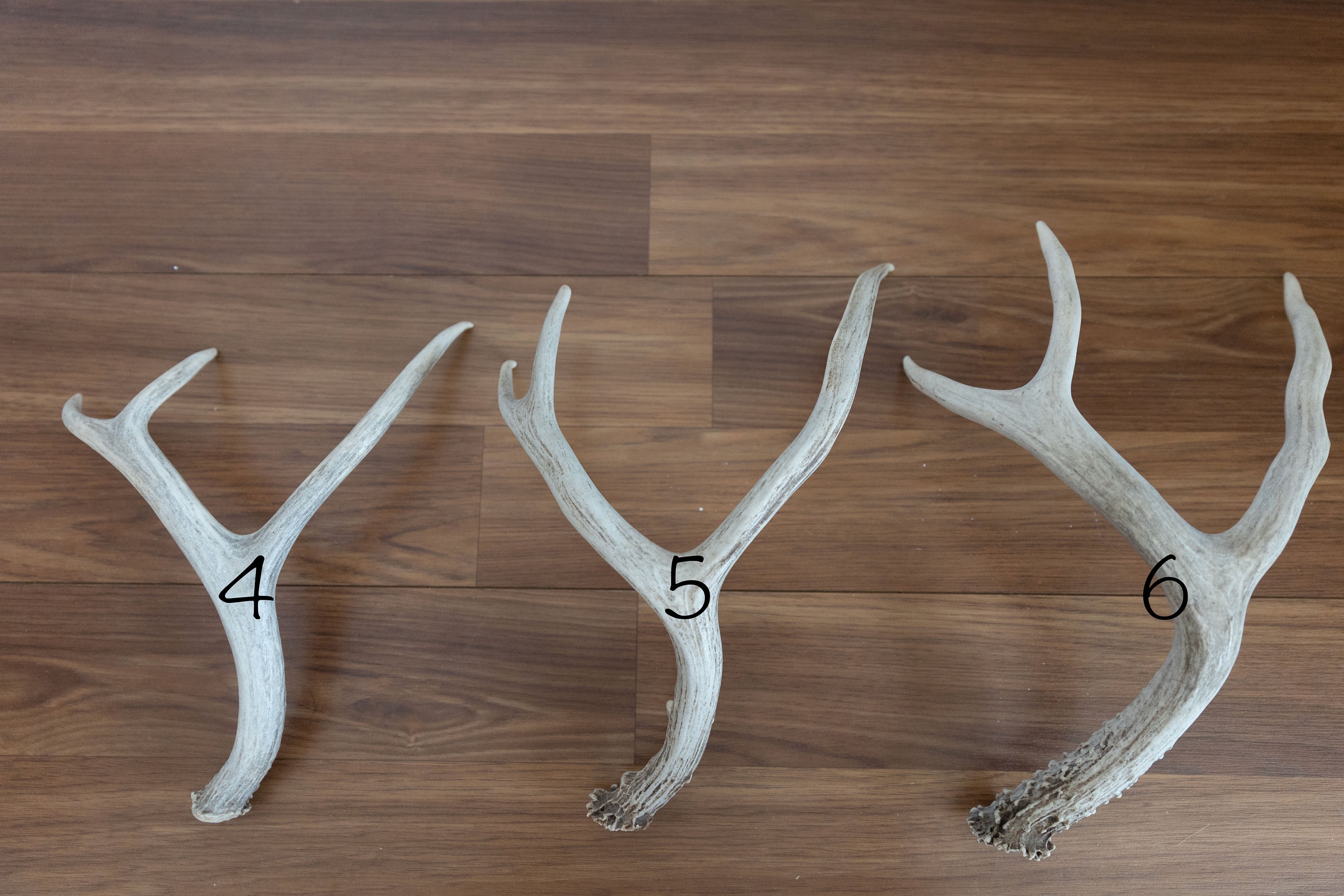16-18 Inch Mule Deer Antlers, Cabin Decorations, Rustic Decorations ...