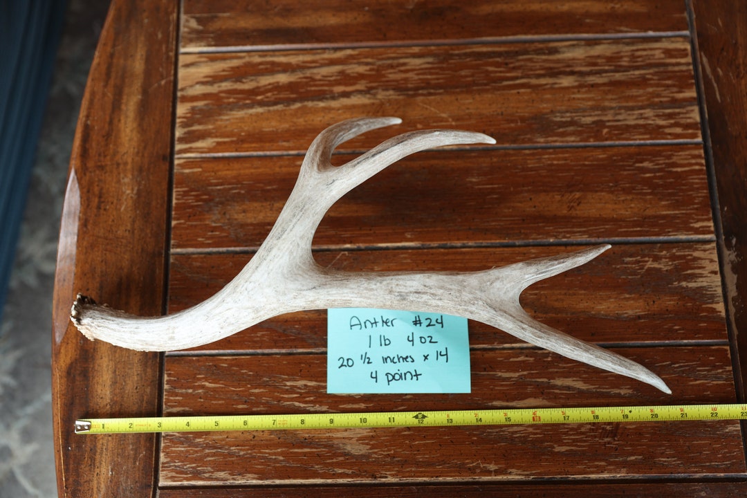 ANTLER 24: LARGE 4 Point Mule Deer Antler Shed, Measures 20 1/2 Inches ...