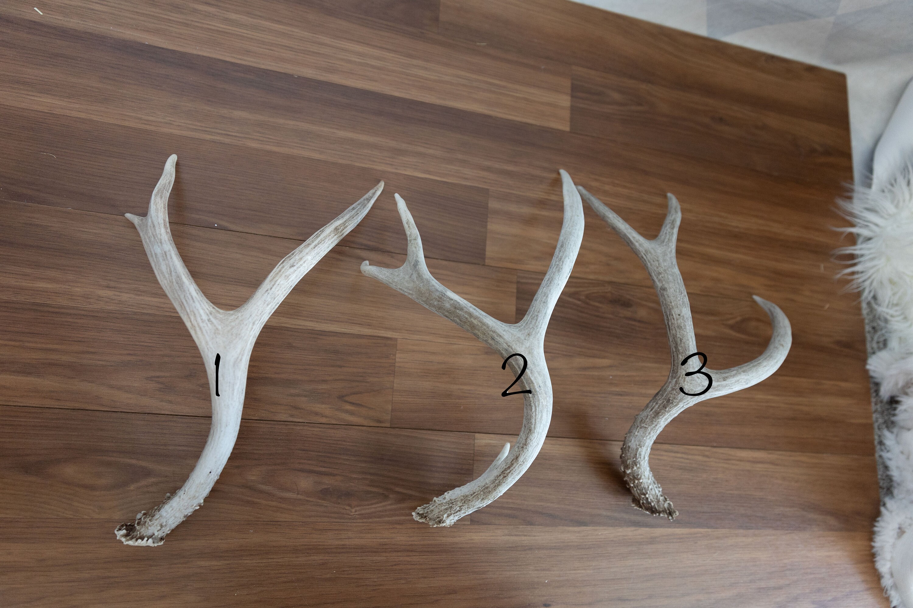 16-18 Inch Mule Deer Antlers, Cabin Decorations, Rustic Decorations ...