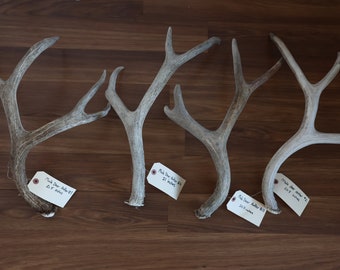Giant Mule Deer Sheds - Etsy