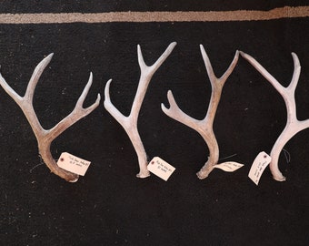 Antler Art - Etsy