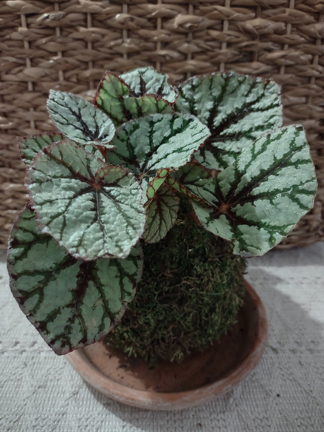 Rex Begonia - Etsy