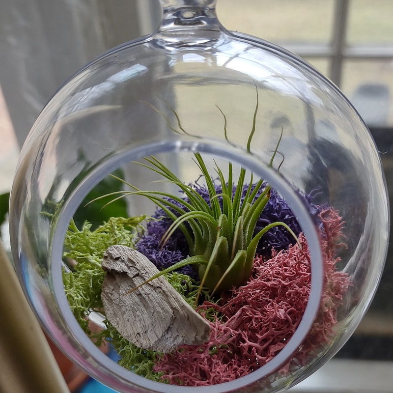 Air Plant Terrarium - Etsy